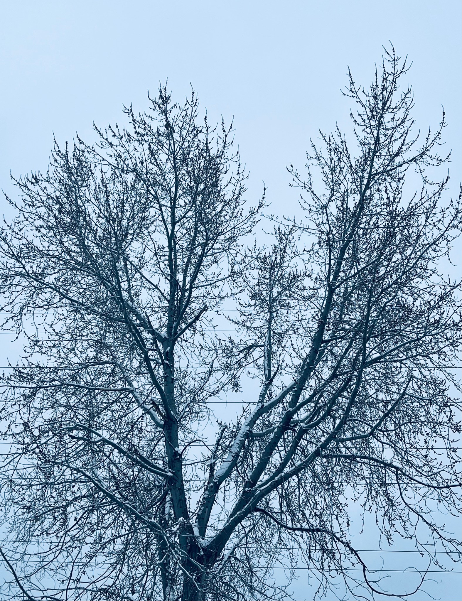 the january wind – santos scribes