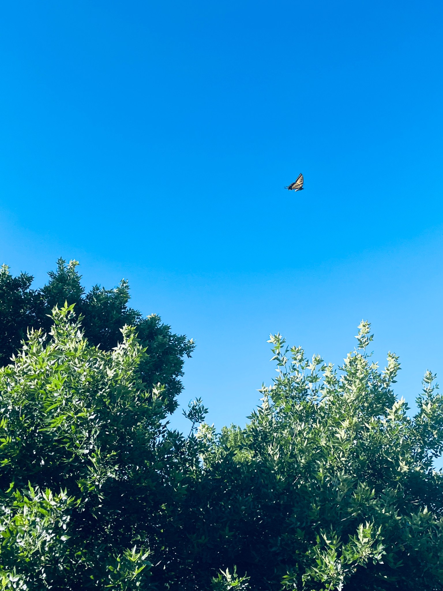 July – santos scribes